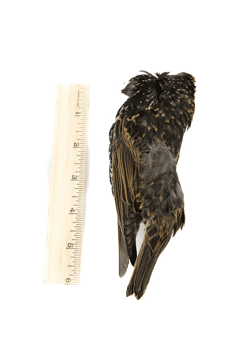 Hareline Dubbin Starling Skins – Weaver's Tackle Store